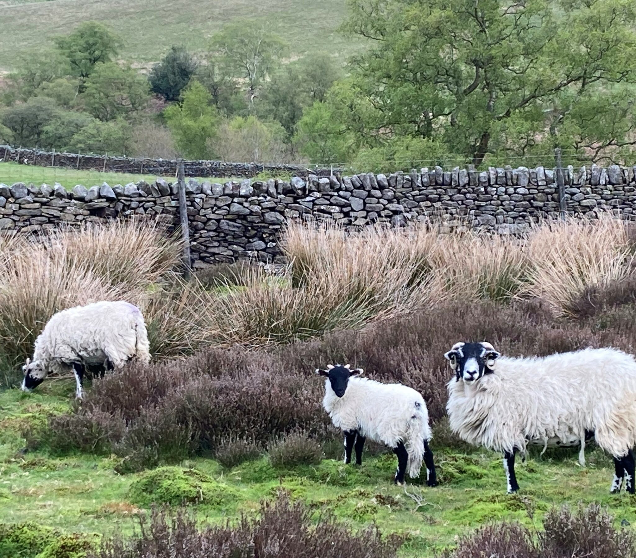 Worsted Spinning New England – The Finest Fibers & Mill Wool