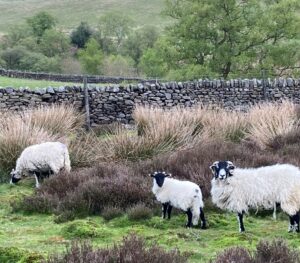 Worsted Spinning New England – The Finest Fibers & Mill Wool